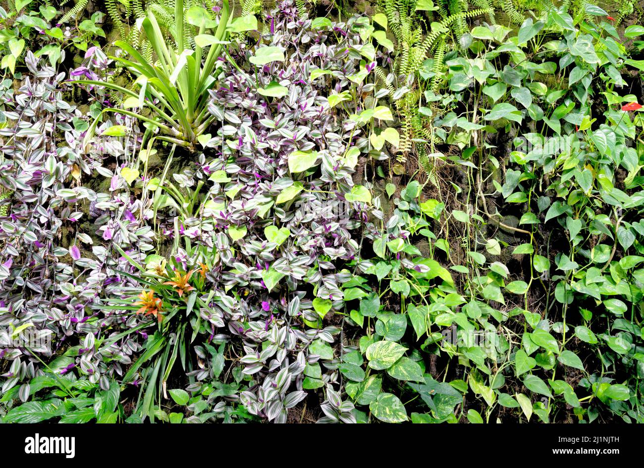 Lush Tropical Vegetation - Tropical rain forest. Tropical trees and ...