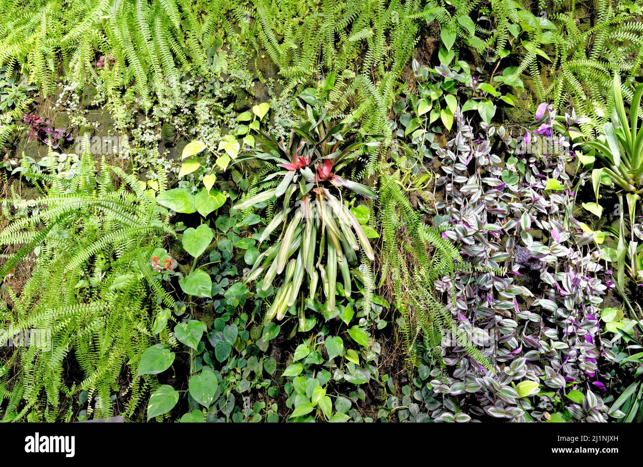 Lush Tropical Vegetation - Tropical rain forest. Tropical trees and ...