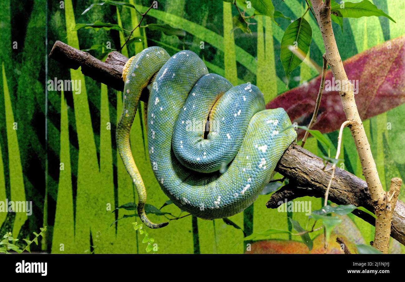 iGreen Tree Python (Morelia viridis) at rest in a tree, coiled around a ...