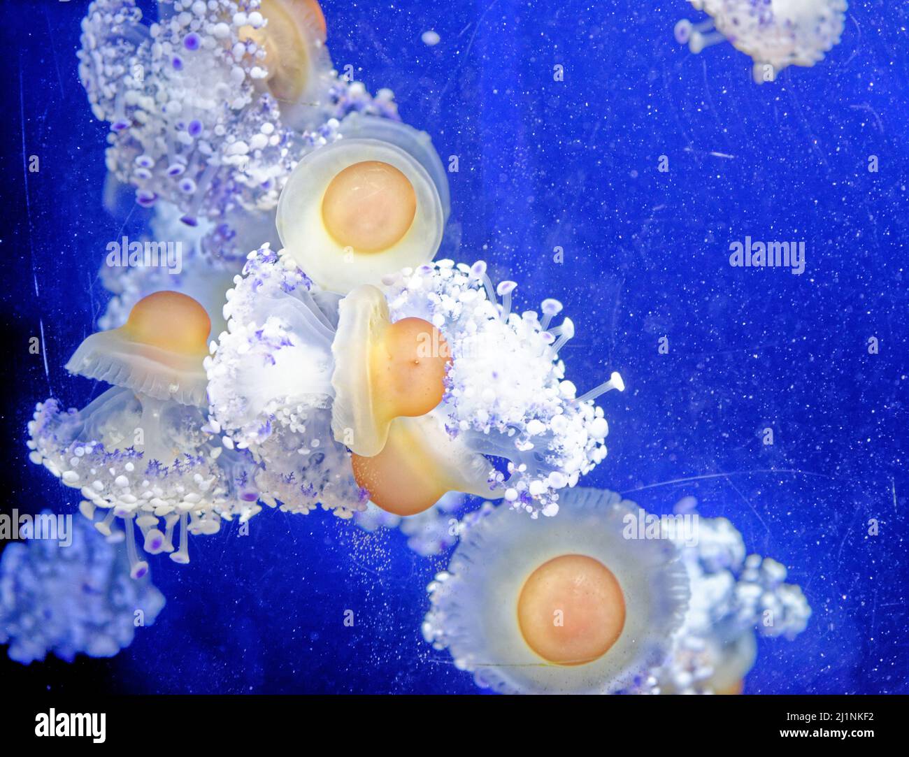 Cotylorhiza tuberculata - species of jellyfish, of the phylum Cnidaria ...