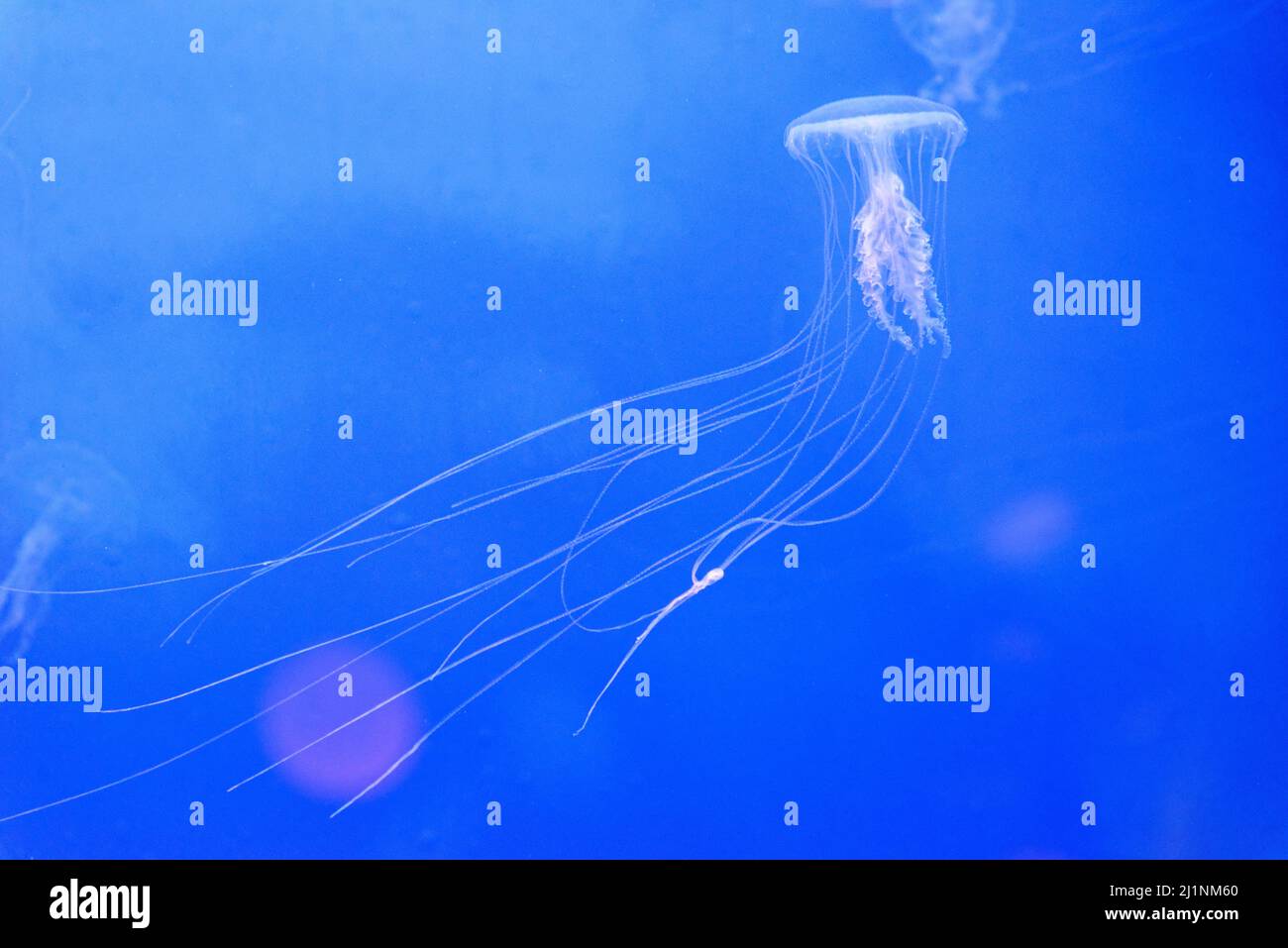 Chrysaora pacifica, commonly named the Japanese sea nettle, is a ...