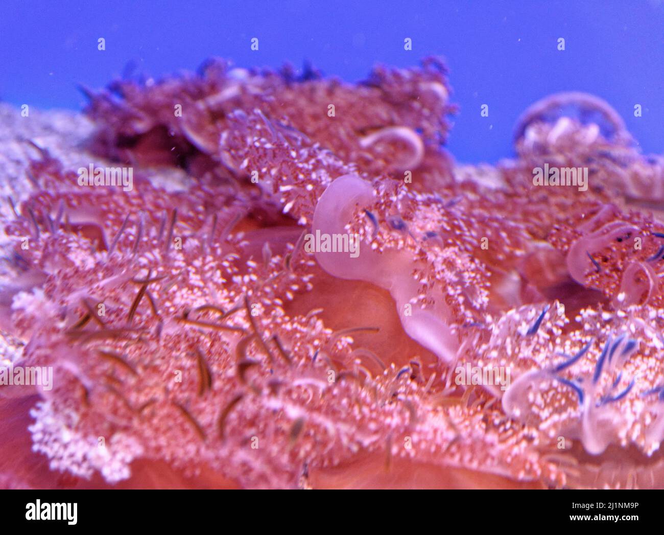 Cassiopea (upside-down jellyfish) is a genus of true jellyfish and the ...