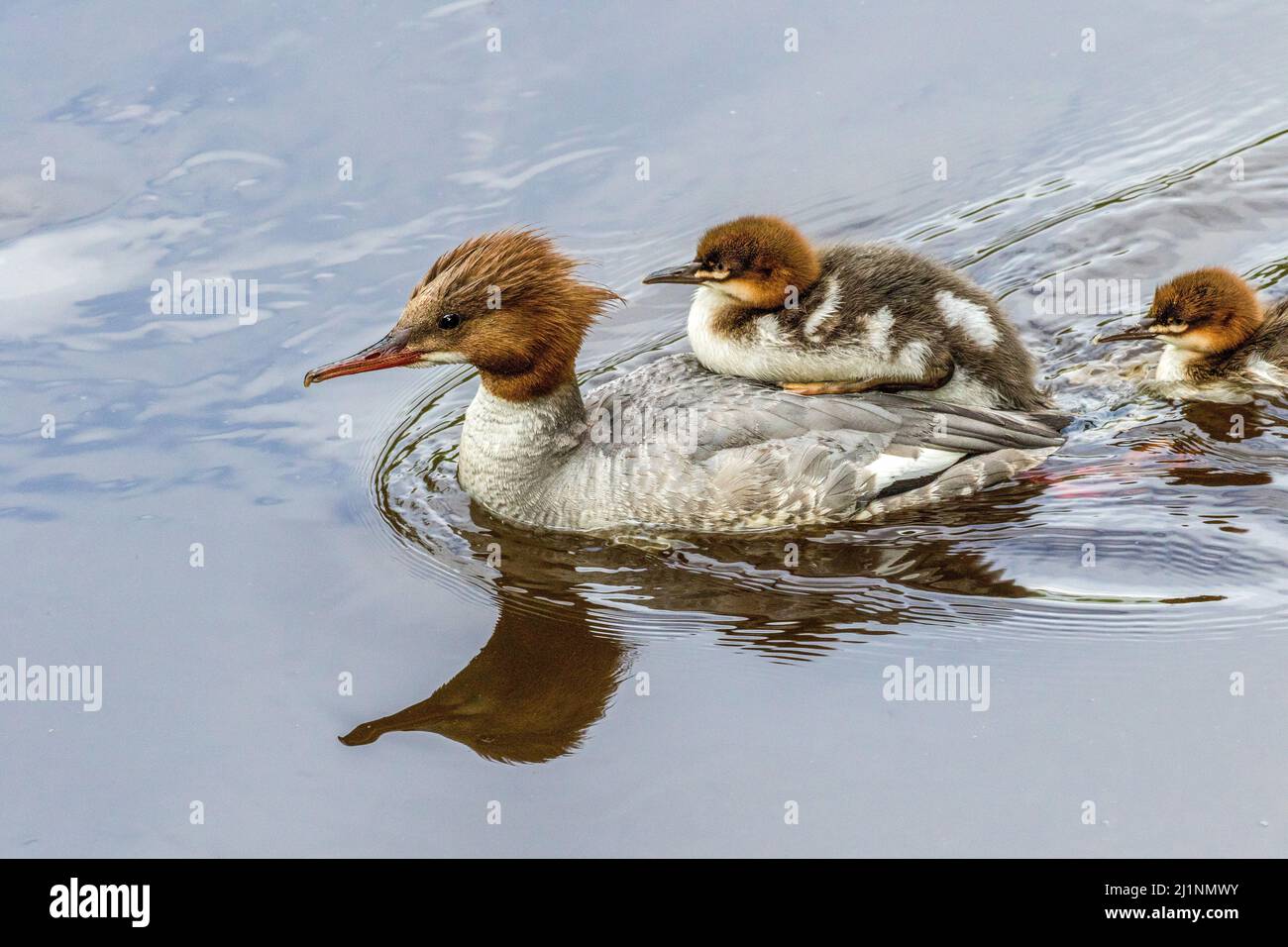 Fish eating duck hi-res stock photography and images - Alamy