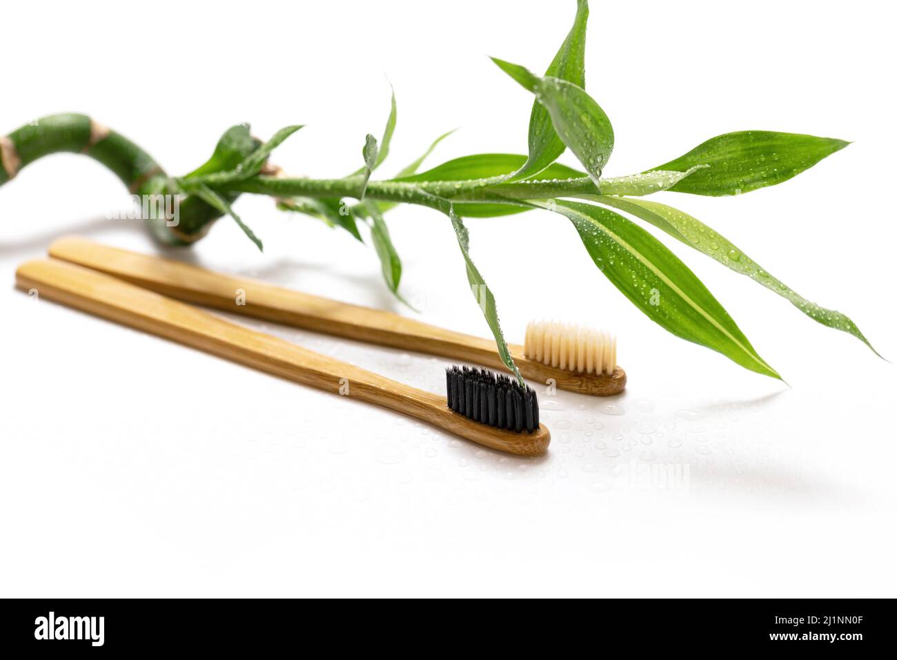 Eco friendly toothbrush and bamboo plant on white Stock Photo - Alamy