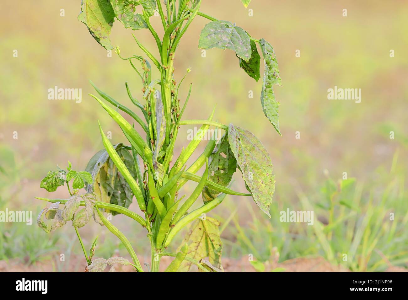 Growing fresh green (cluster bean )guar beans on guar crop, India Stock ...