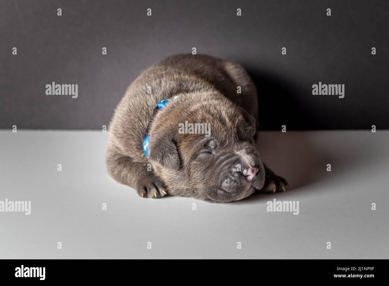 A closeup of a cute pitbull puppy sleeping on the floor Stock Photo - Alamy