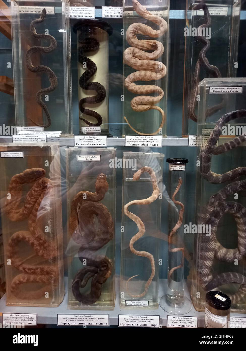 Venomous snakes hi-res stock photography and images - Alamy