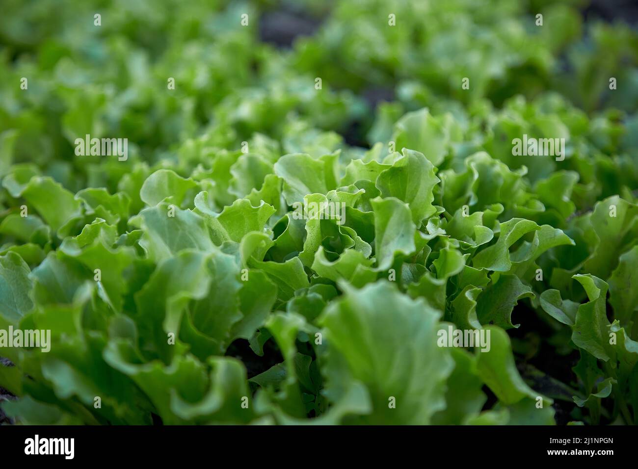 Green fresh lettuce background. Spring work. Healthy food concept Stock ...