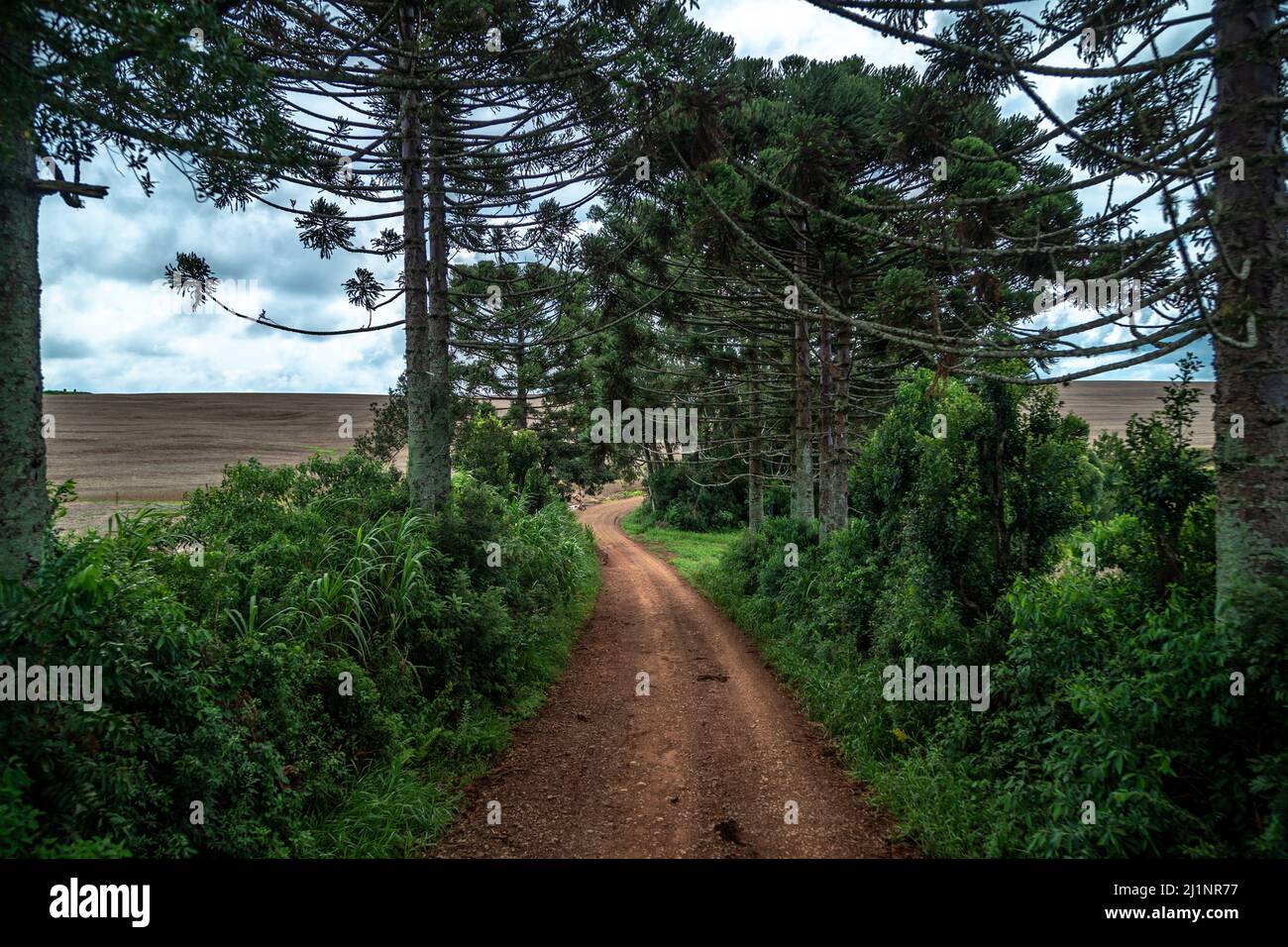 clay path in nature between forests and fields Stock Photo - Alamy