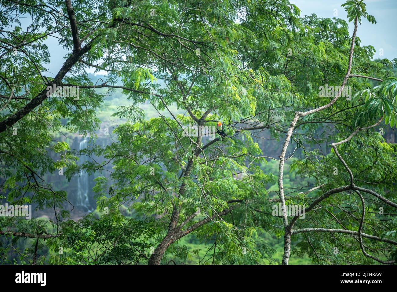Cute toucan in tree hi-res stock photography and images - Alamy