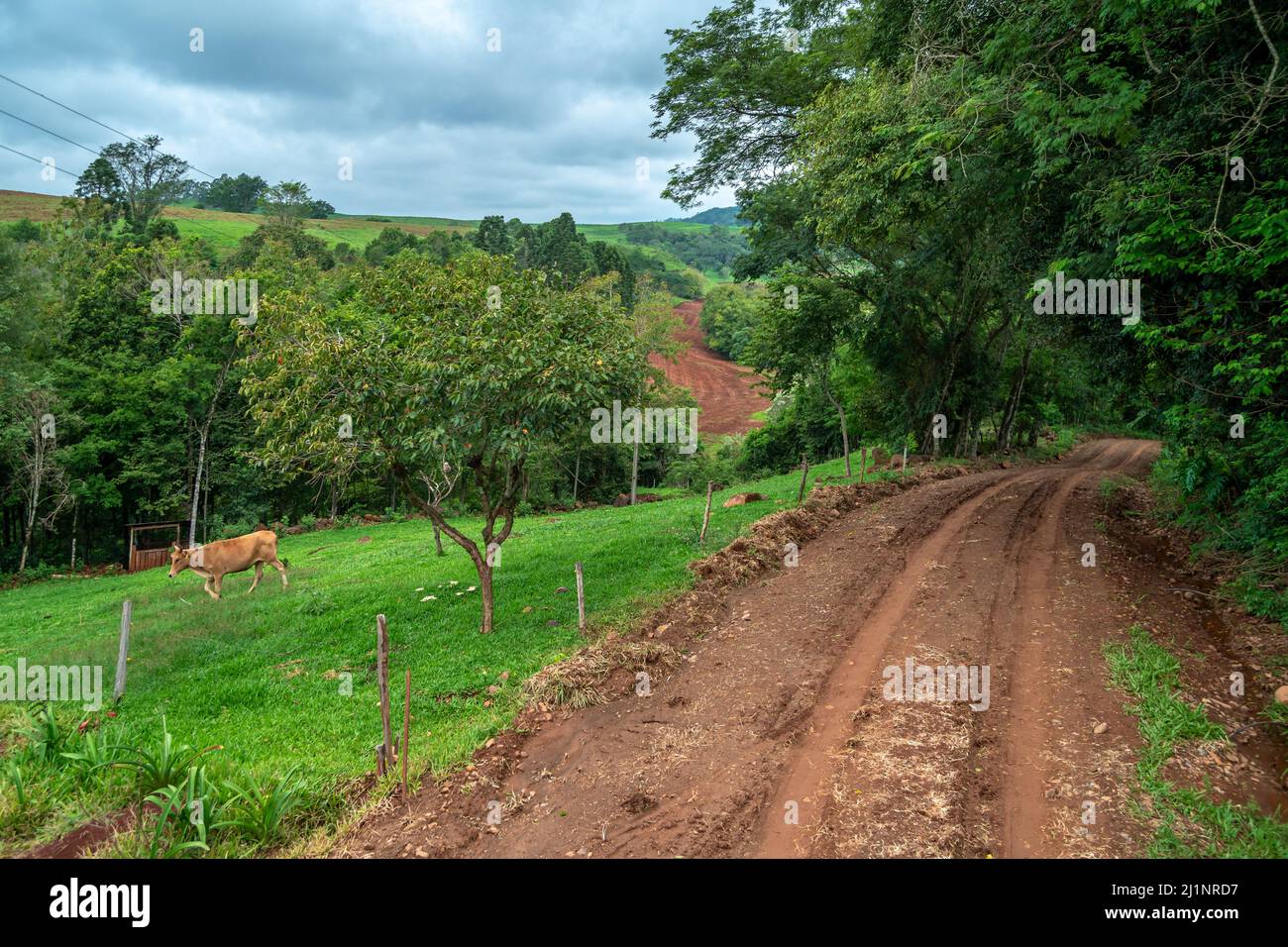 clay path in nature between forests and fields Stock Photo - Alamy