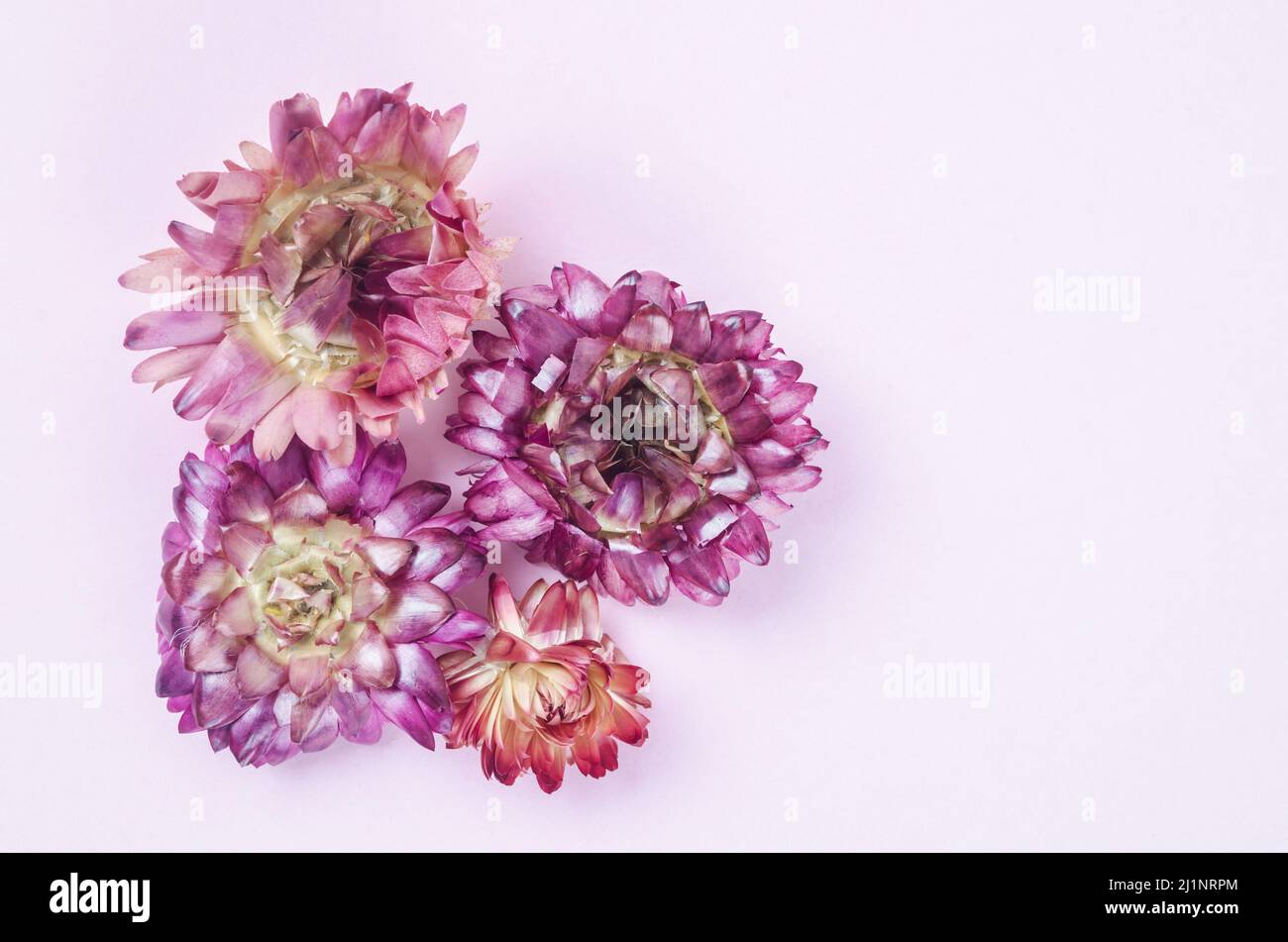 The Dried straw flower heads on pink background with copy space Stock ...