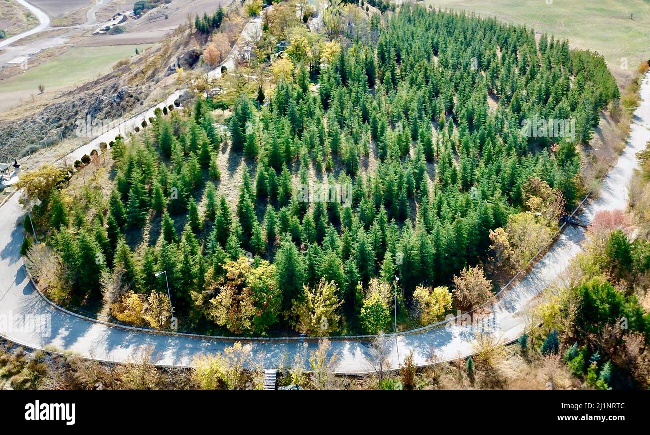 A grove of pine trees with a road around it Stock Photo - Alamy