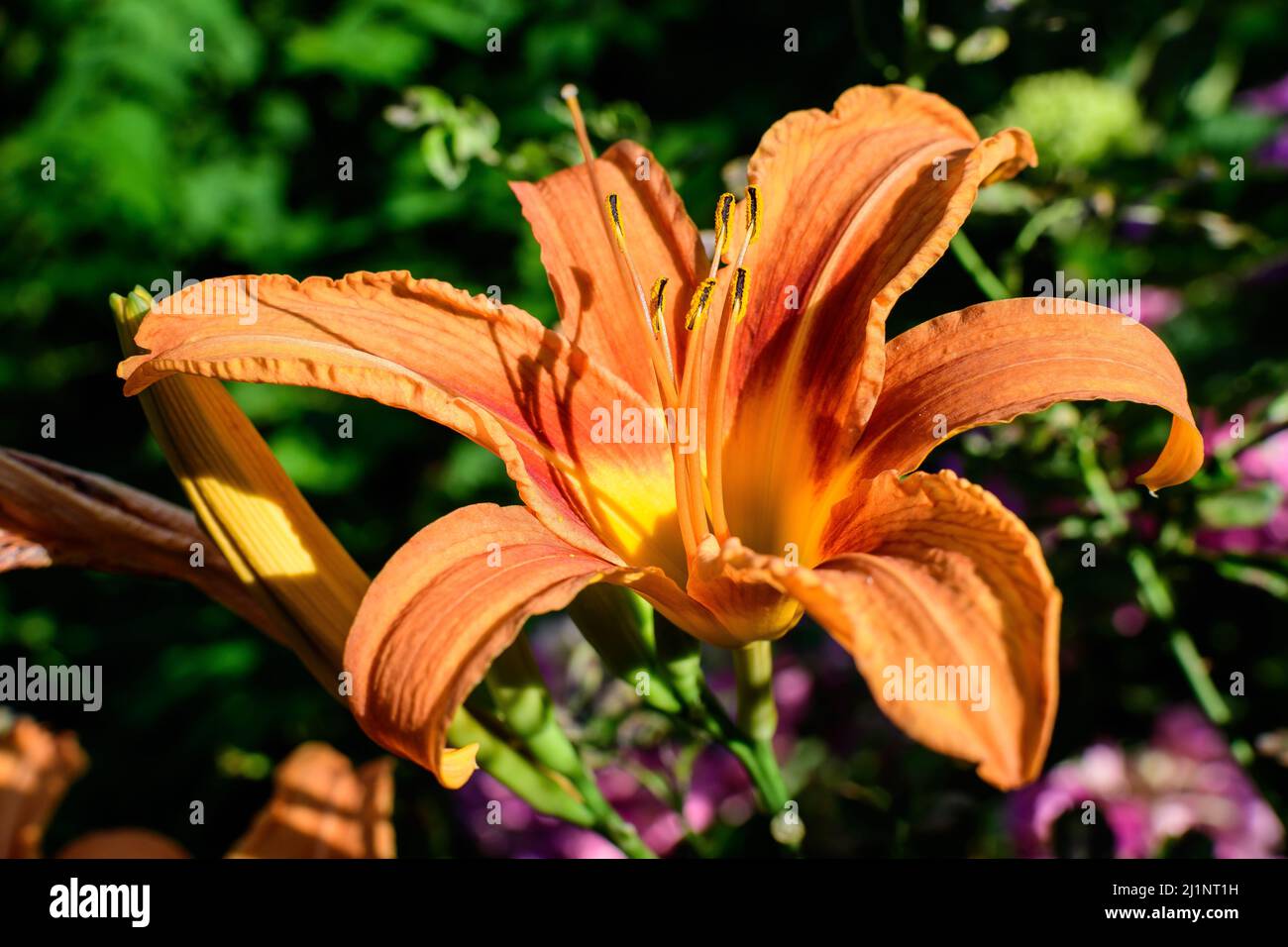 One small vivid orange flower of Lilium or Lily plant in a British ...