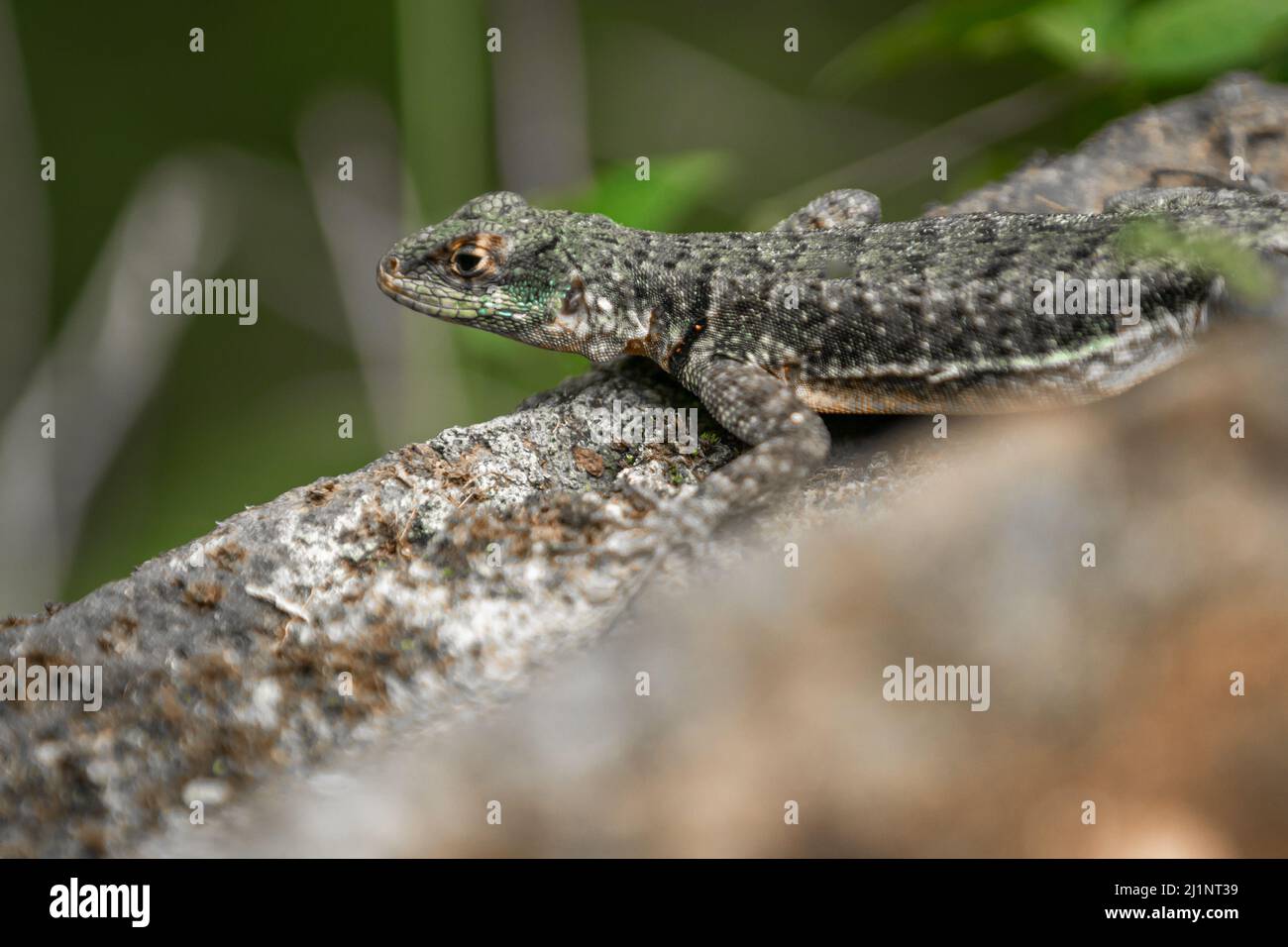 Collared tree lizard hi-res stock photography and images - Alamy
