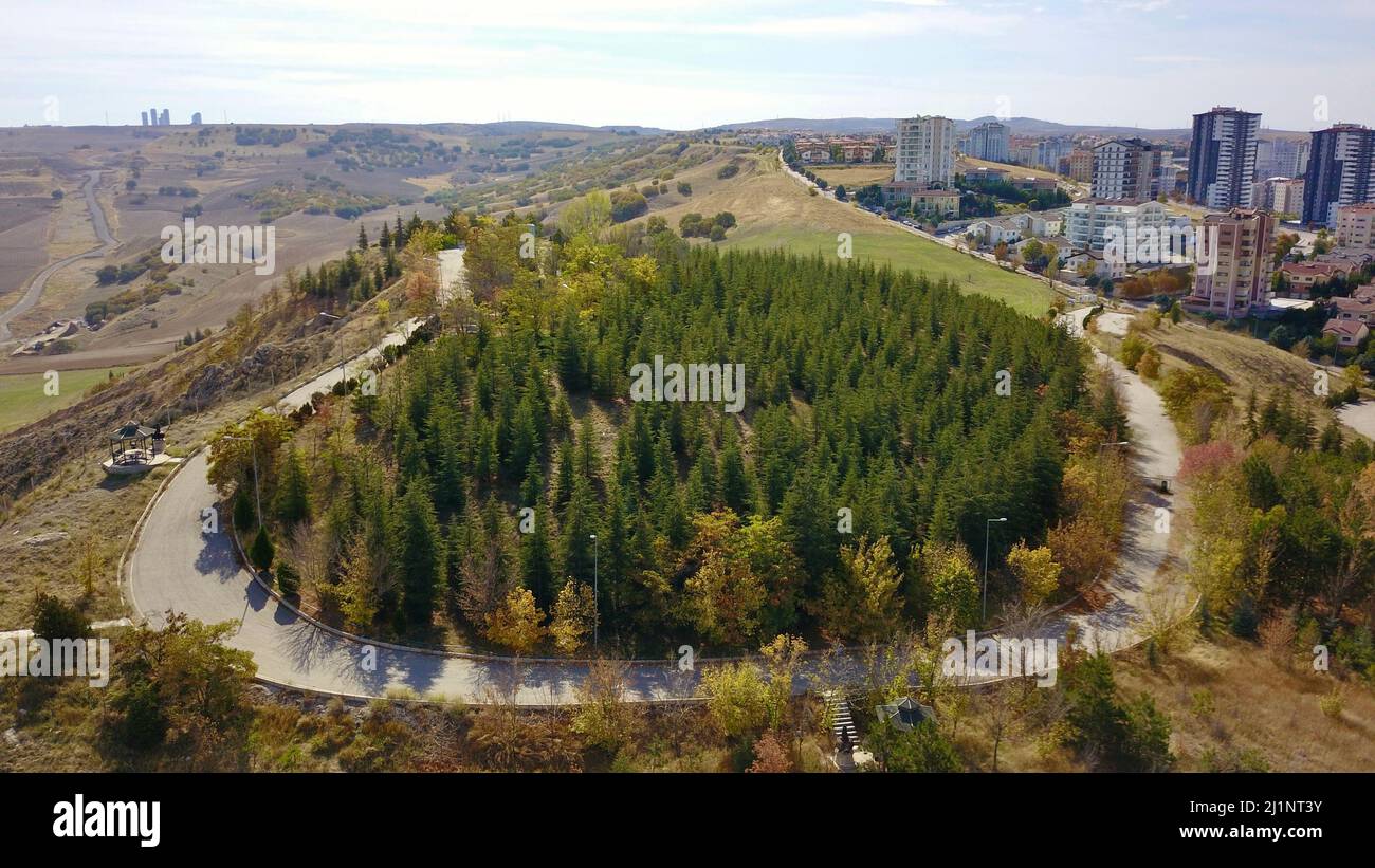 A grove of pine trees with a road around it Stock Photo - Alamy