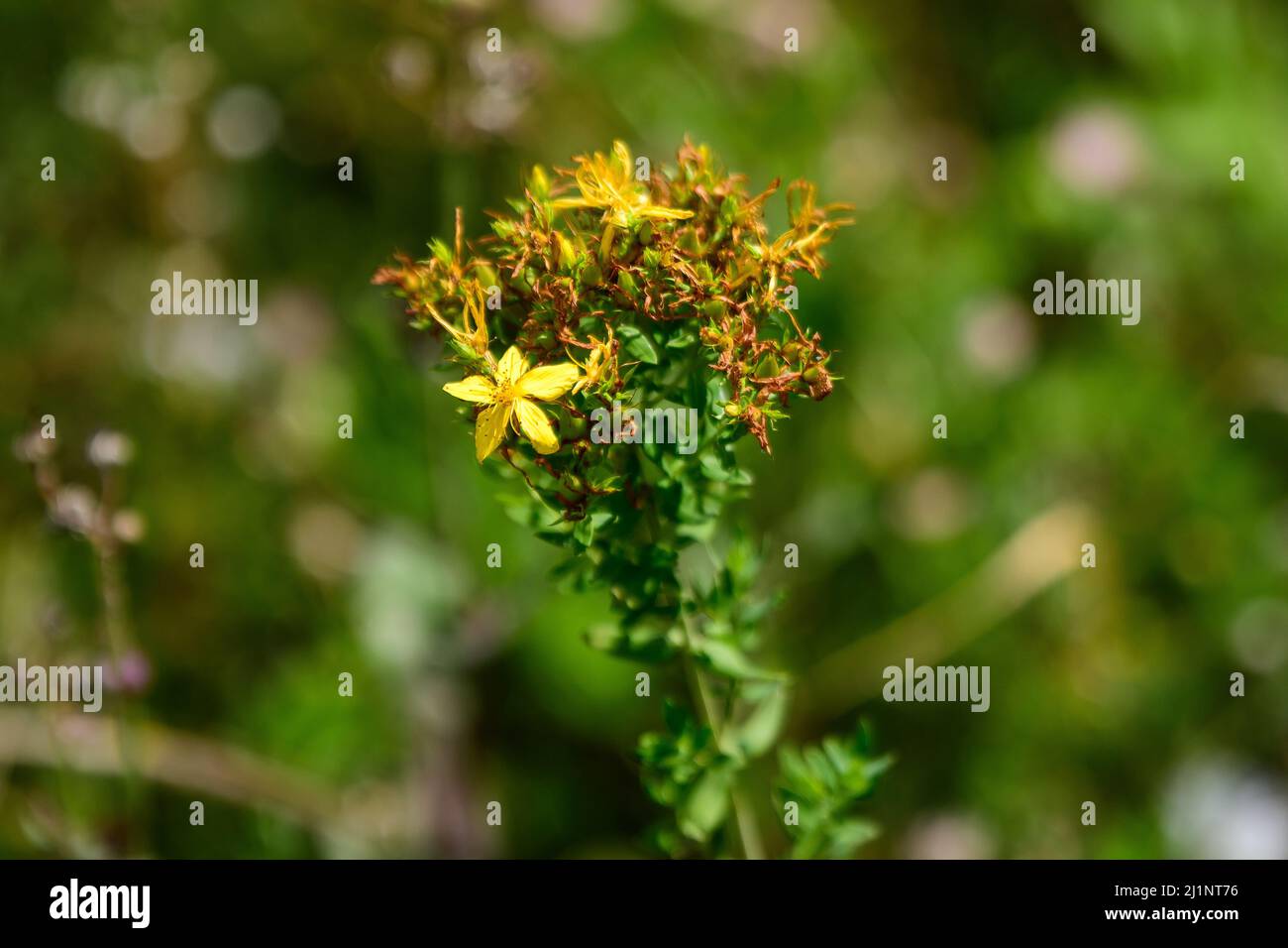 Delicate yellow flowers of Hypericum perforatum plant, commonly known ...