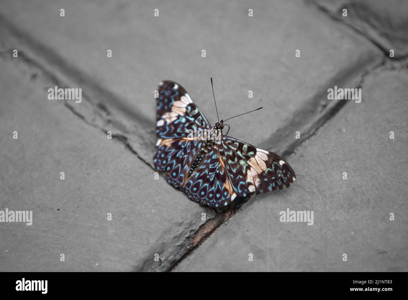 Butterfly on pavement hi-res stock photography and images - Alamy