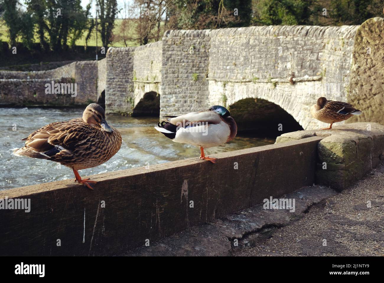 Sleeping mallard ducks by the medieval Sheepwash Bridge, in Ashford-in ...