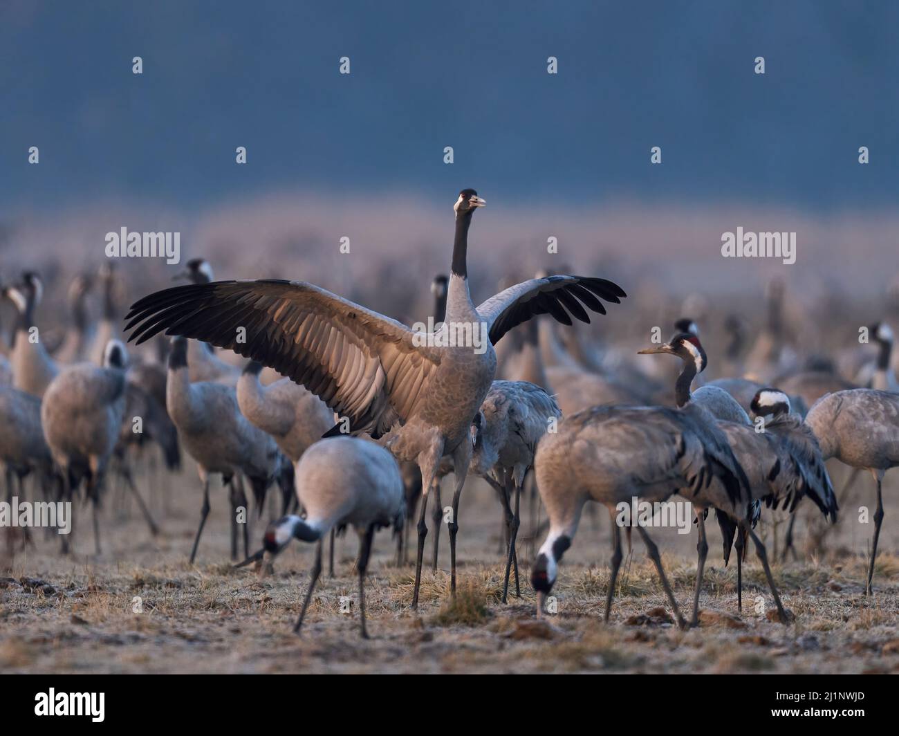 Common crane (Grus grus) in its natural environment Stock Photo - Alamy