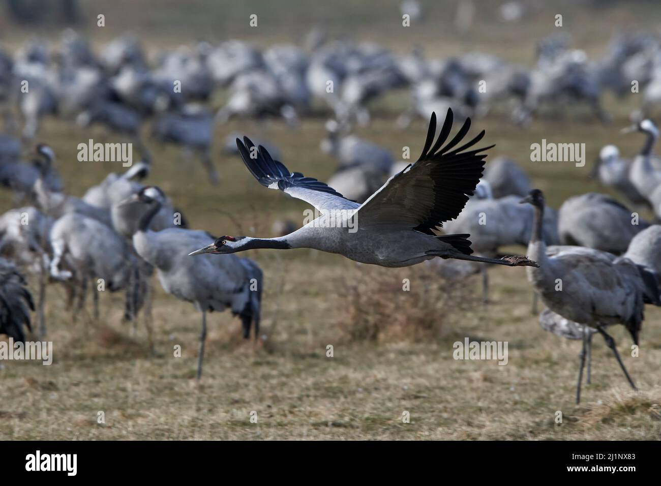 Common crane in flight in its habitat Stock Photo - Alamy