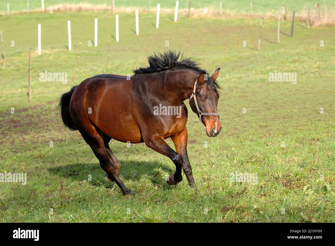 Beautiful horse running on field hi-res stock photography and images ...