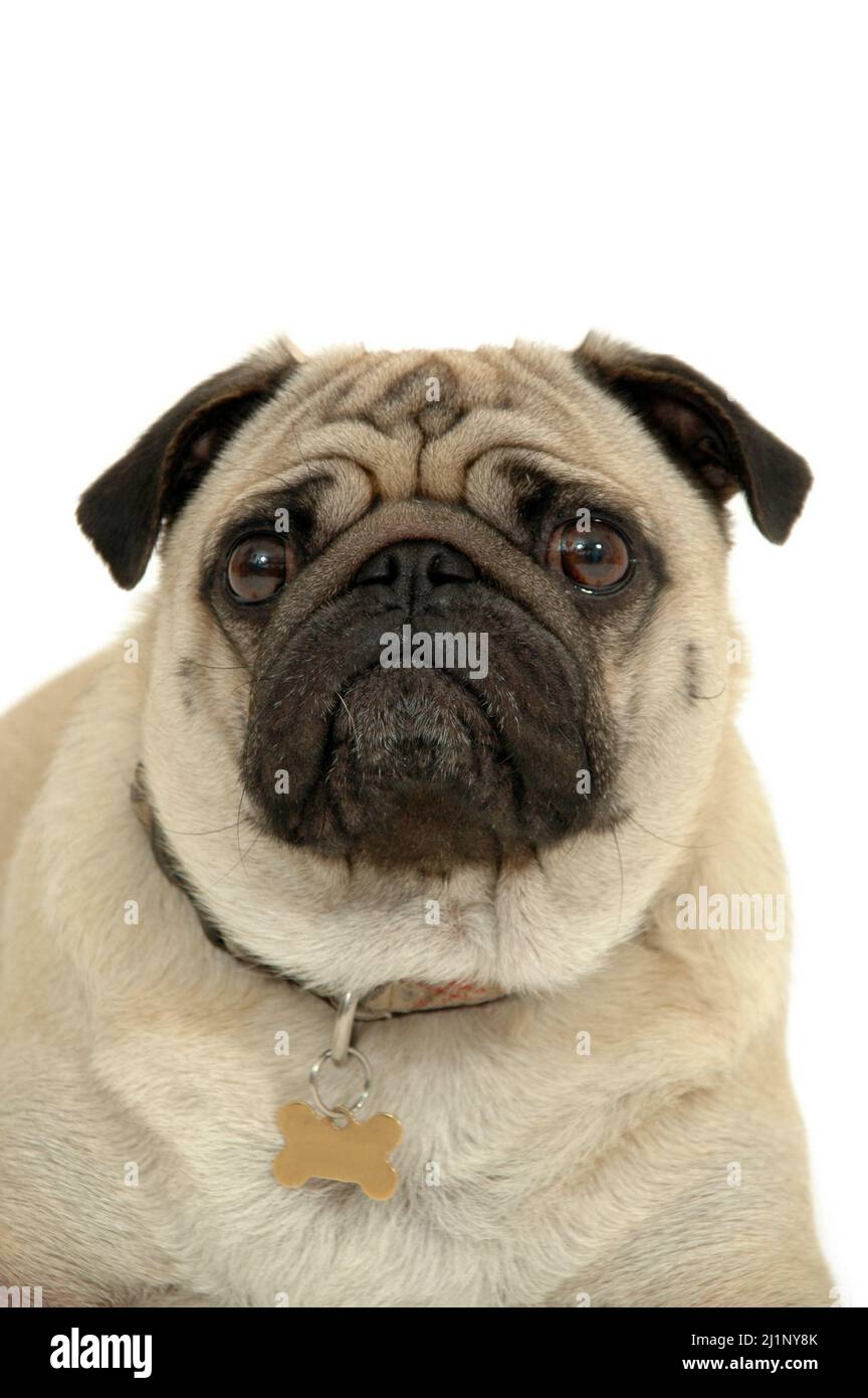 A face of a sad pug dog isolated on a white background Stock Photo - Alamy