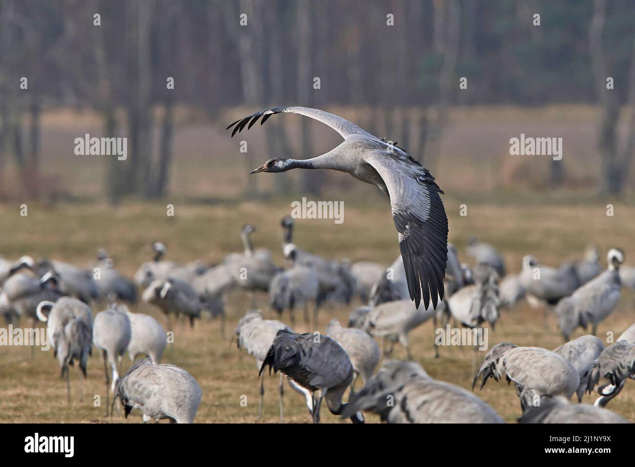 Common crane in flight in its habitat Stock Photo - Alamy