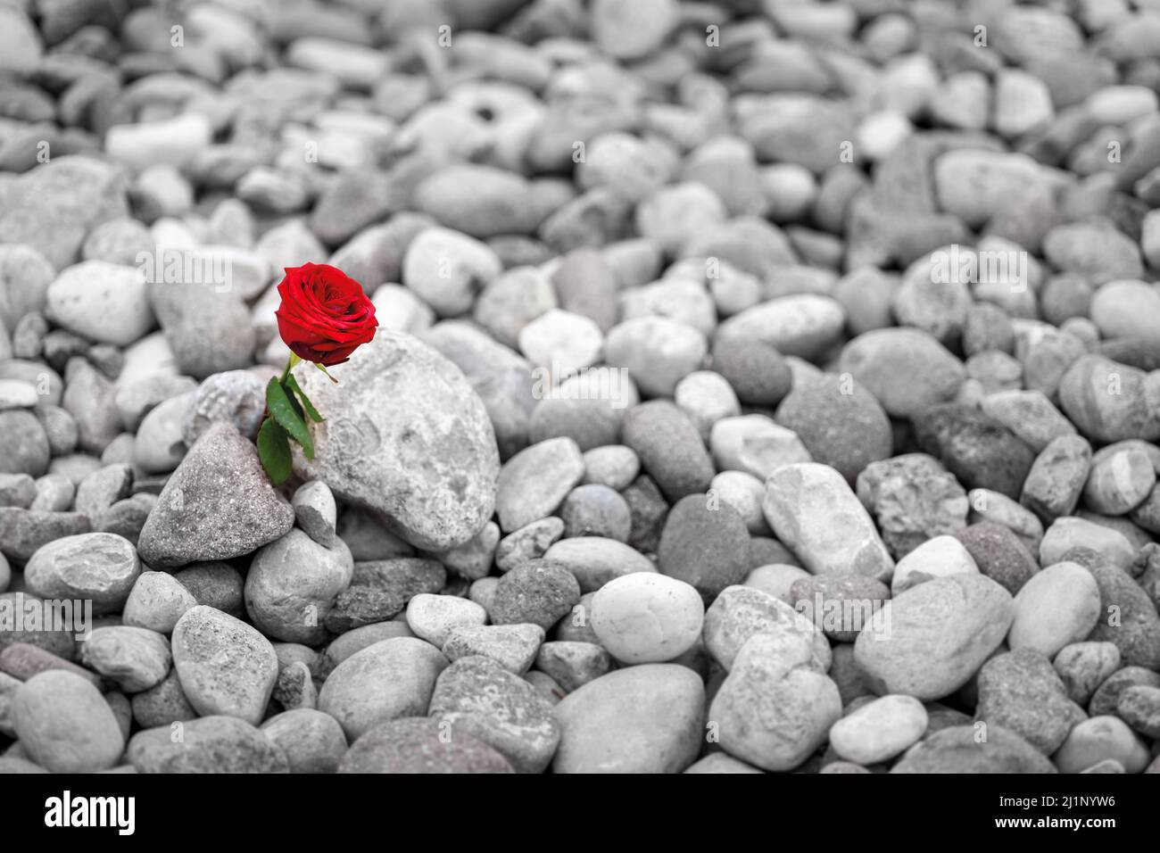 Rose stones hi-res stock photography and images - Alamy