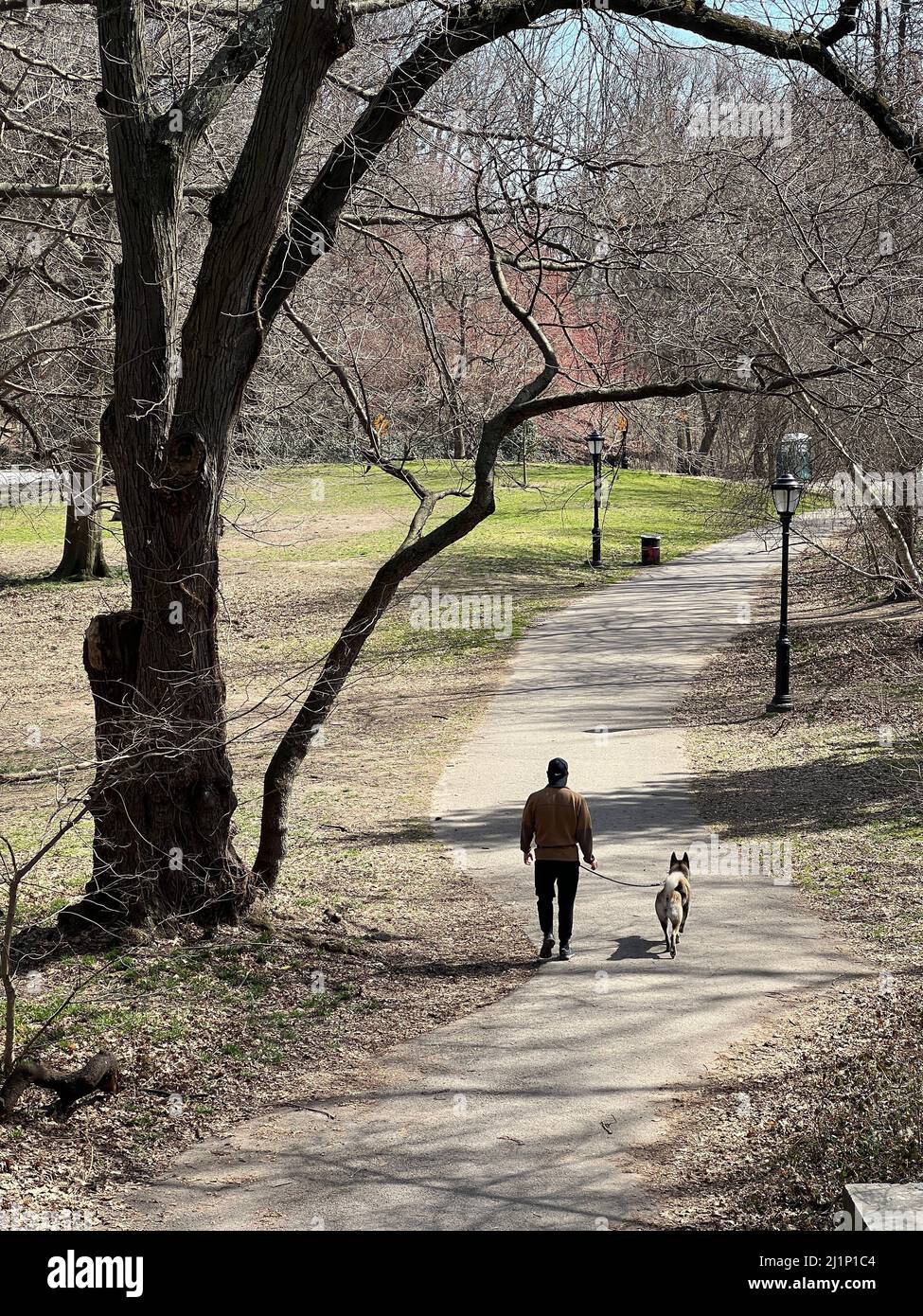 Man walks his dog during the first days of spring in Prospect Park ...