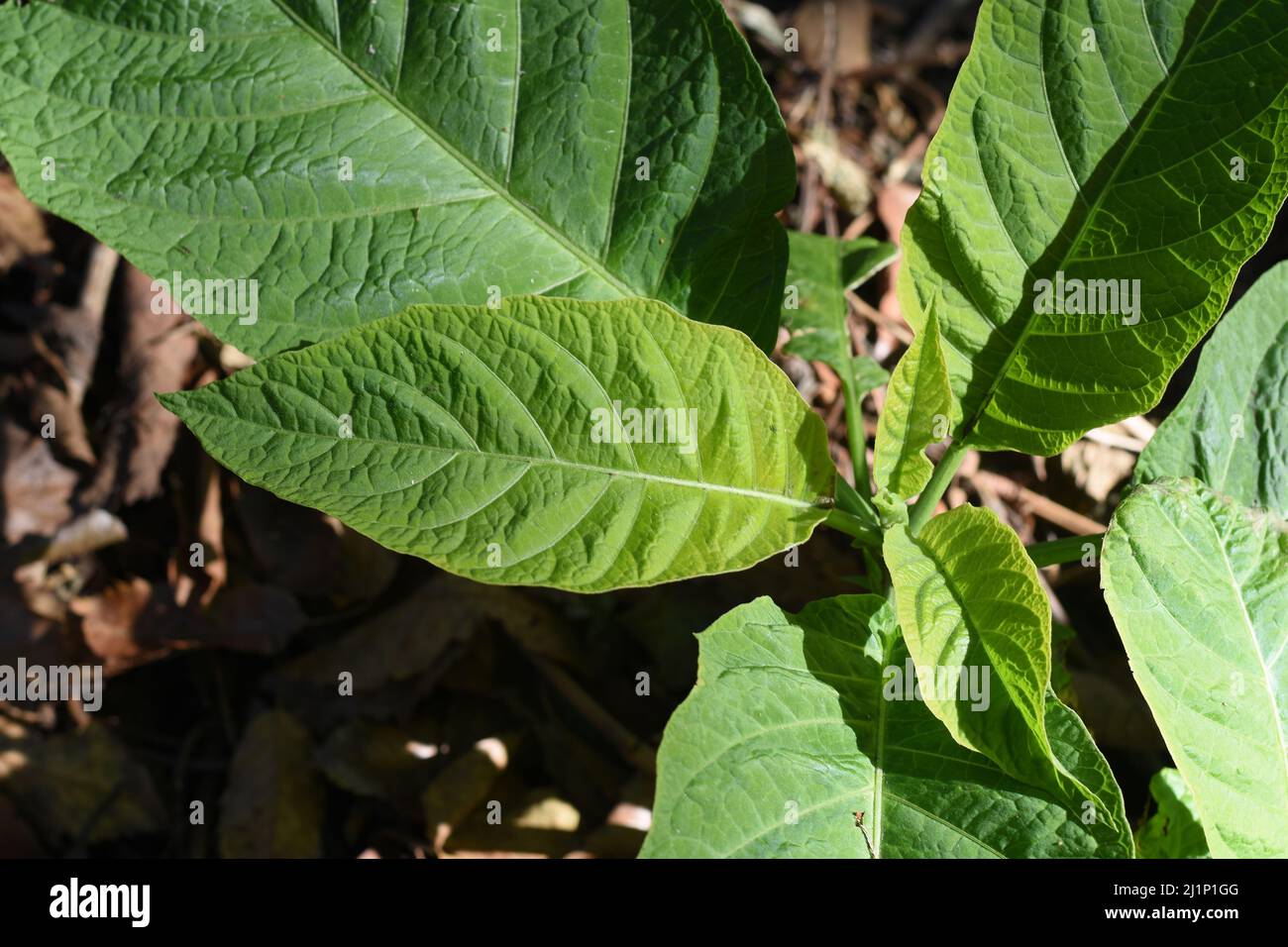 Nicotiana rustica, commonly known as Aztec tobacco or strong tobacco ...