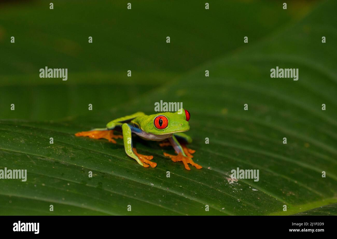 Red-eyed Tree Frog (Agalychnis callidryas) (controlled subject Stock ...
