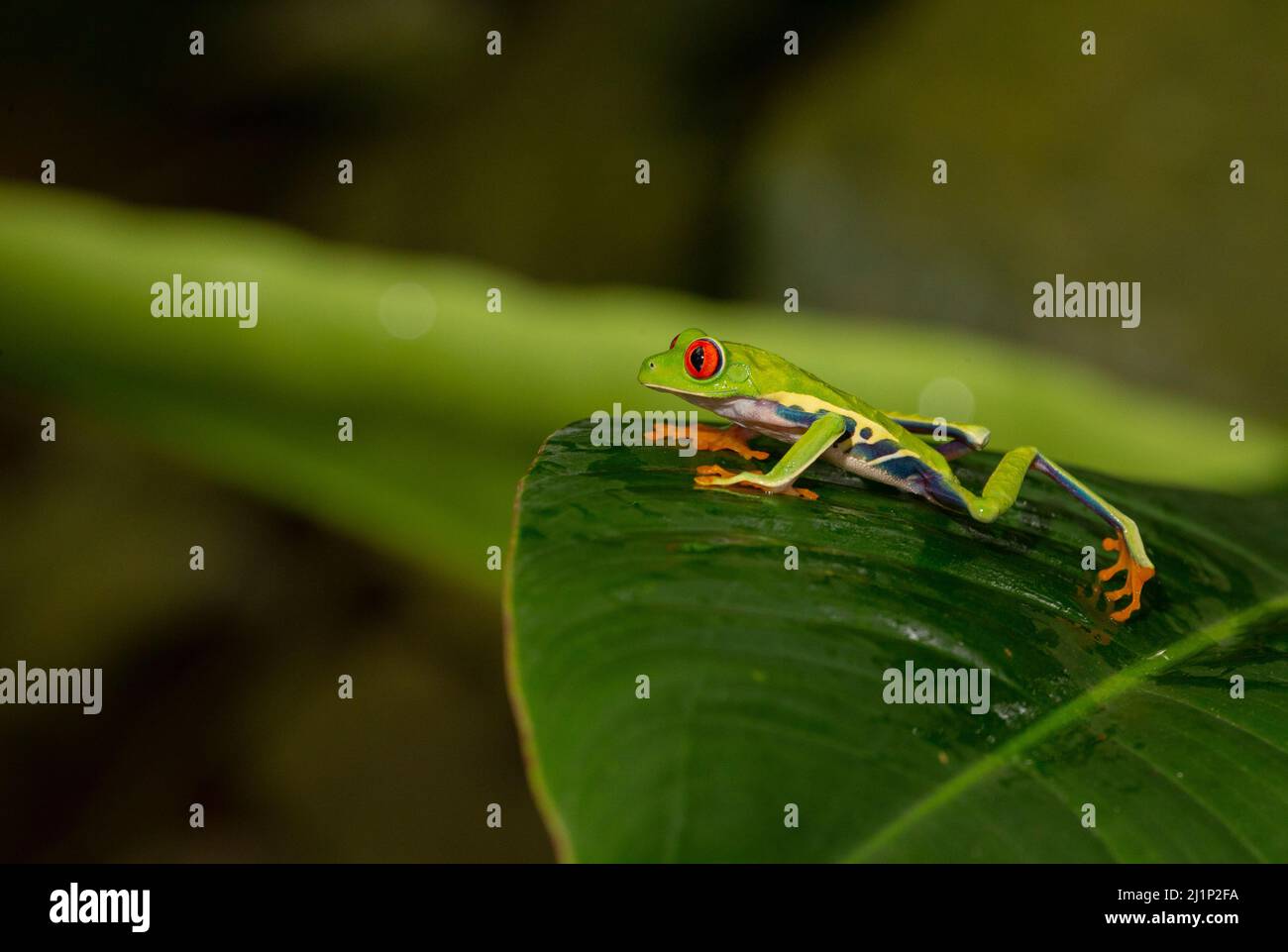 Red-eyed Tree Frog (Agalychnis callidryas) (controlled subject Stock ...