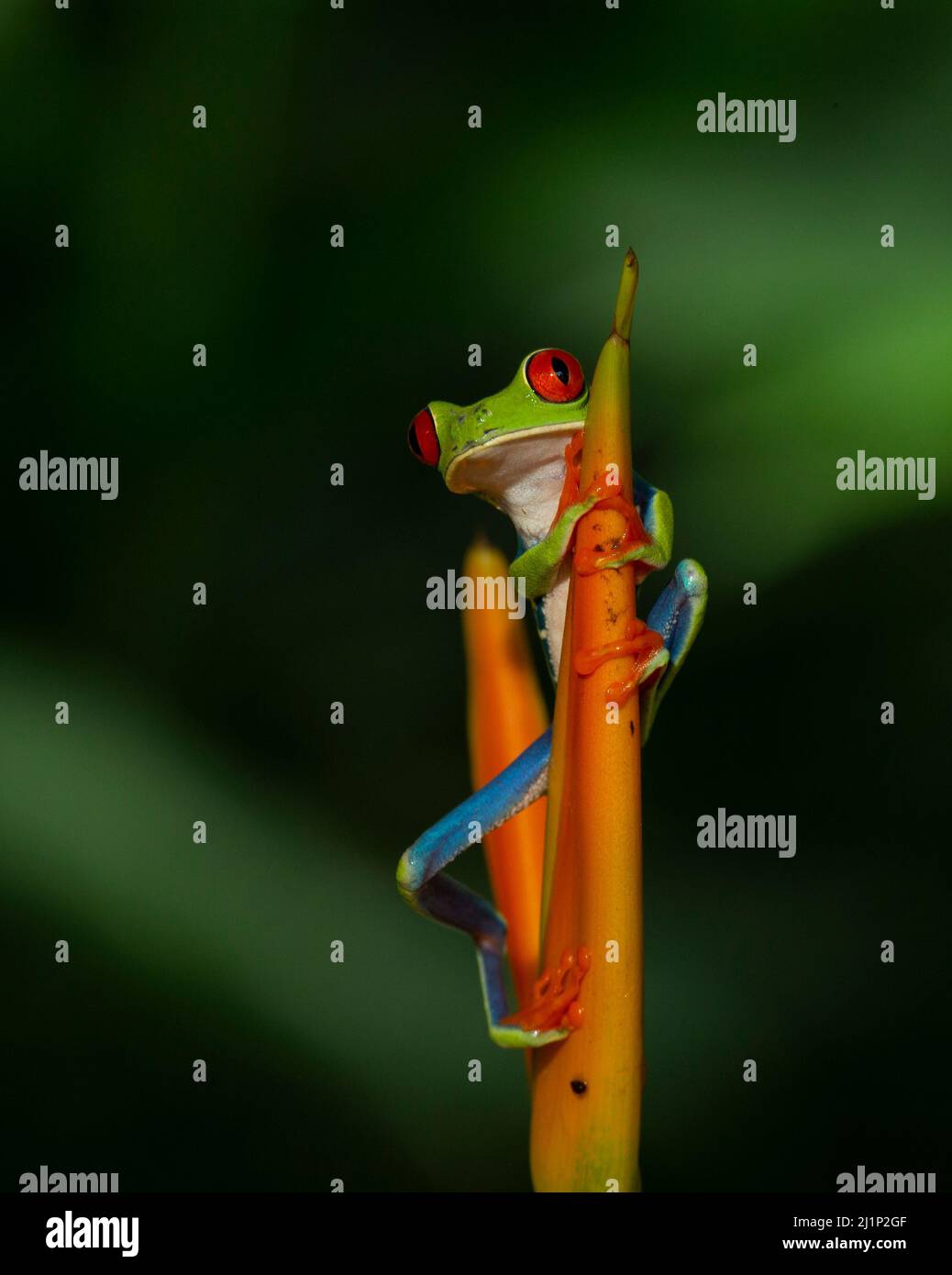 Red-eyed Tree Frog (Agalychnis callidryas) (controlled subject Stock ...