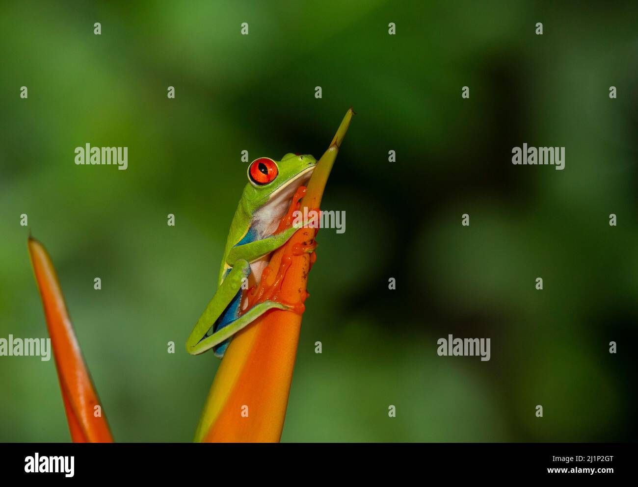 Red-eyed Tree Frog (Agalychnis callidryas) (controlled subject Stock ...