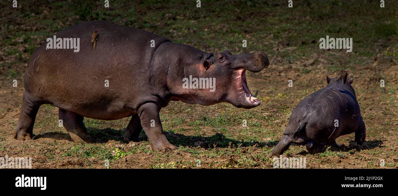 Hippo family hi-res stock photography and images - Alamy