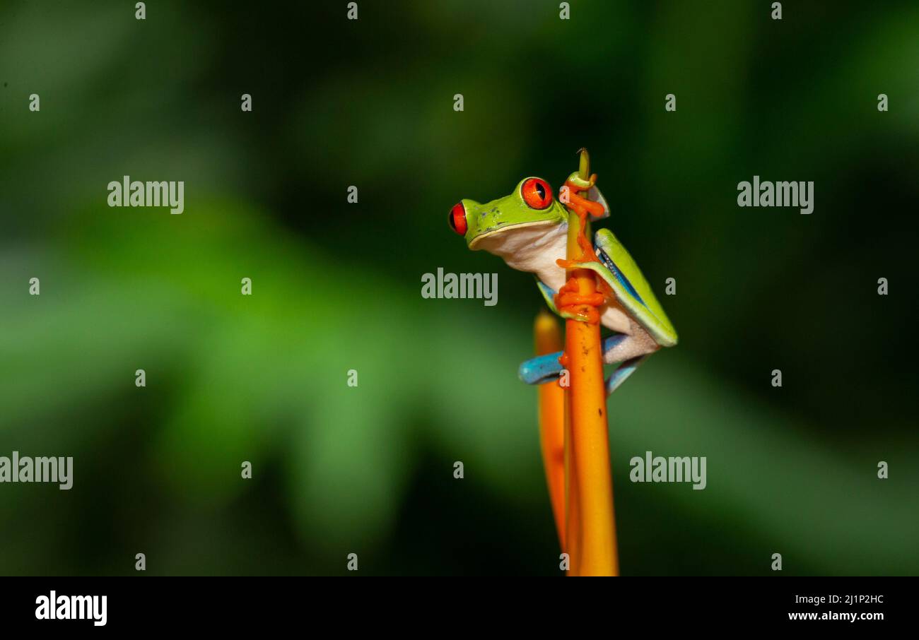 Red-eyed Tree Frog (Agalychnis callidryas) (controlled subject Stock ...