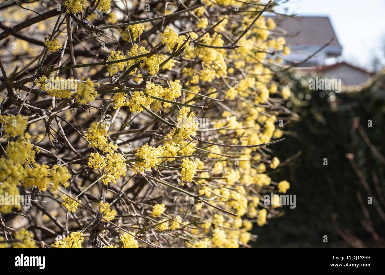 Cornus mas hedge hi-res stock photography and images - Alamy