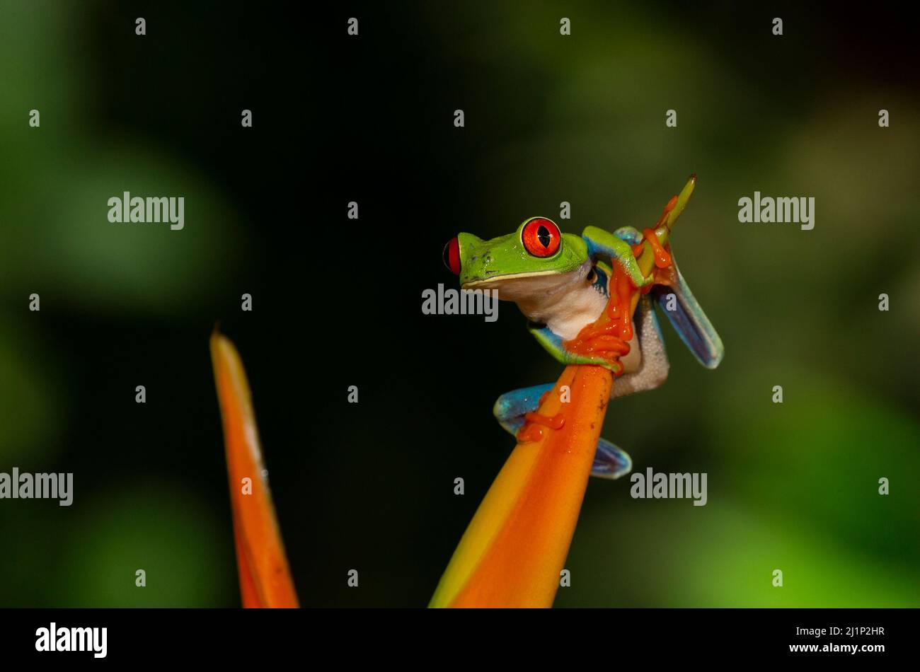 Red-eyed Tree Frog (Agalychnis callidryas) (controlled subject Stock ...