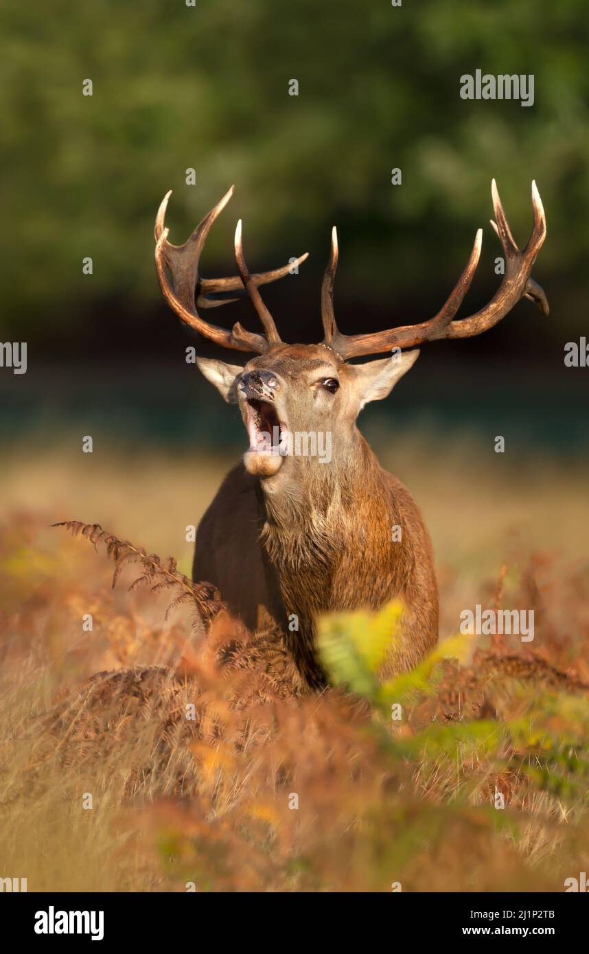 Portrait of a red deer stag calling during rutting season in autumn, UK ...