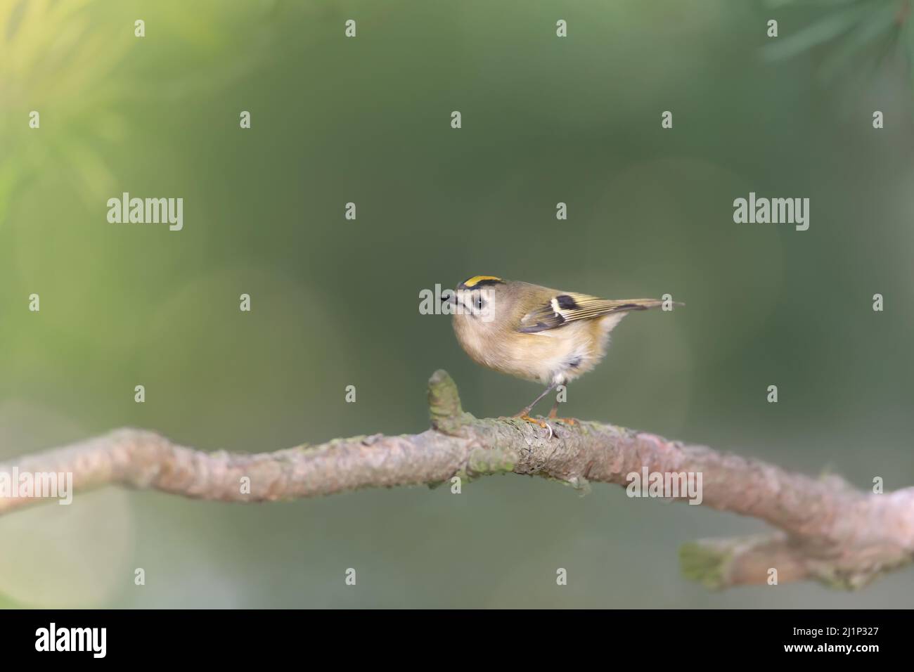 Gold crest bird hi-res stock photography and images - Alamy