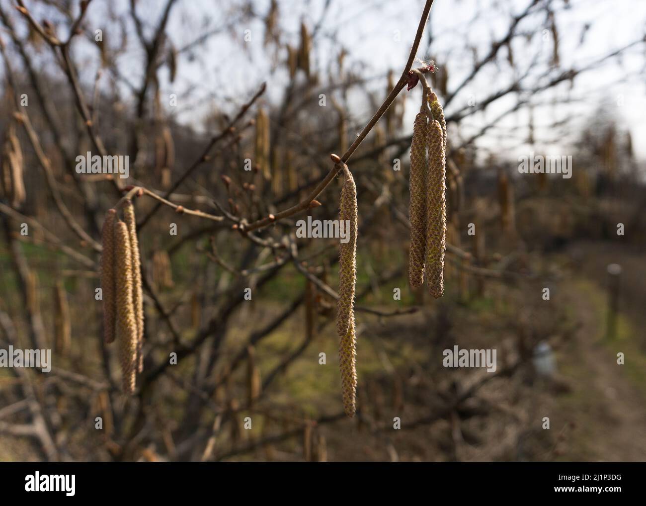 flowering buds of hazel in the spring Stock Photo - Alamy