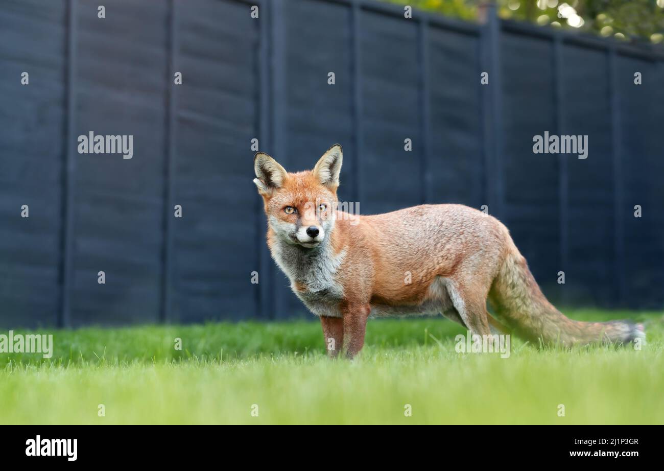 Fox grass garden hi-res stock photography and images - Alamy