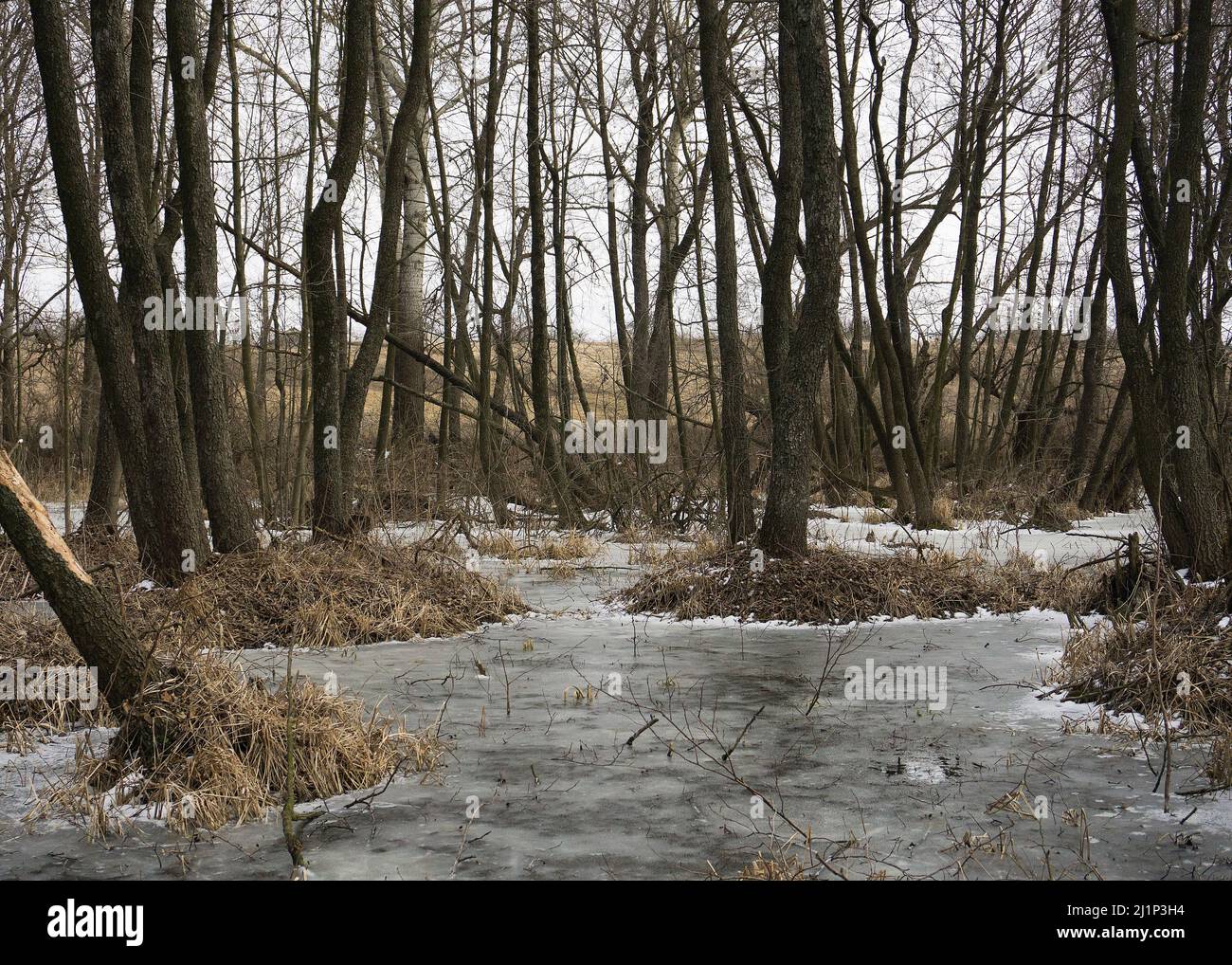 Wetlands with growing trees in the water Stock Photo - Alamy