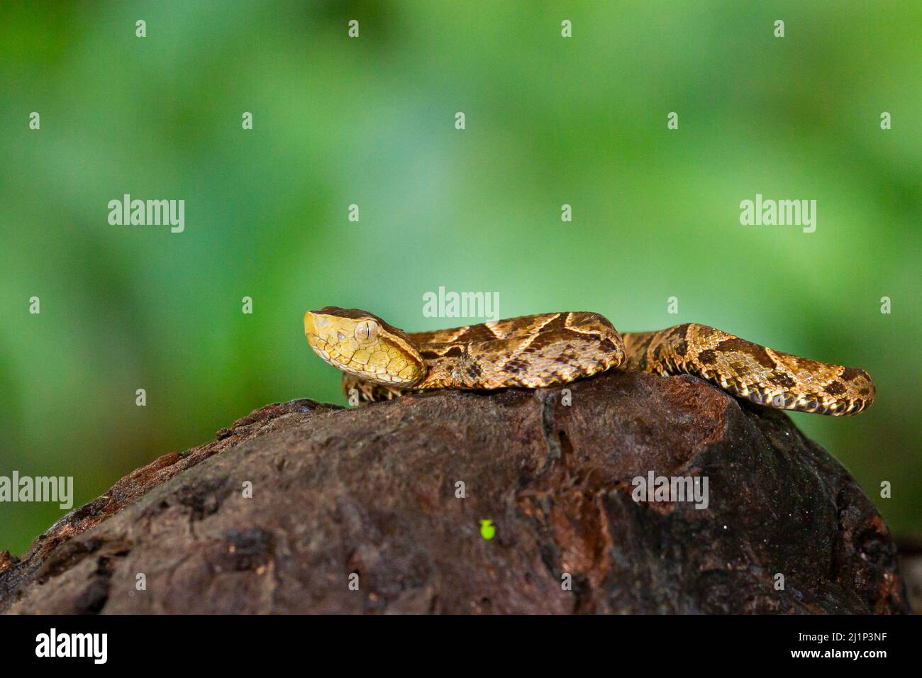 Bothrops asper hi-res stock photography and images - Alamy