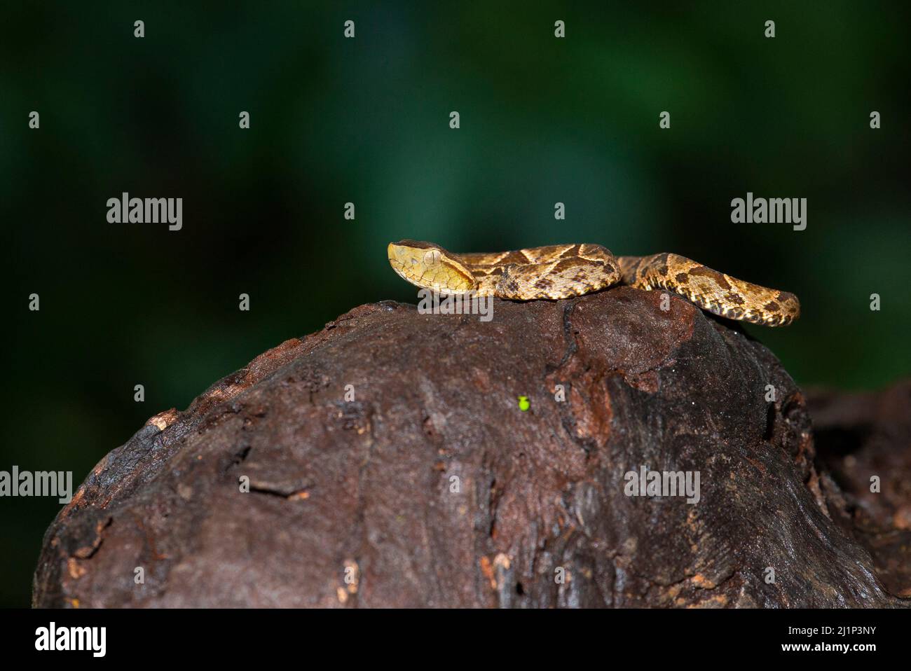 Bothrops asper hi-res stock photography and images - Alamy