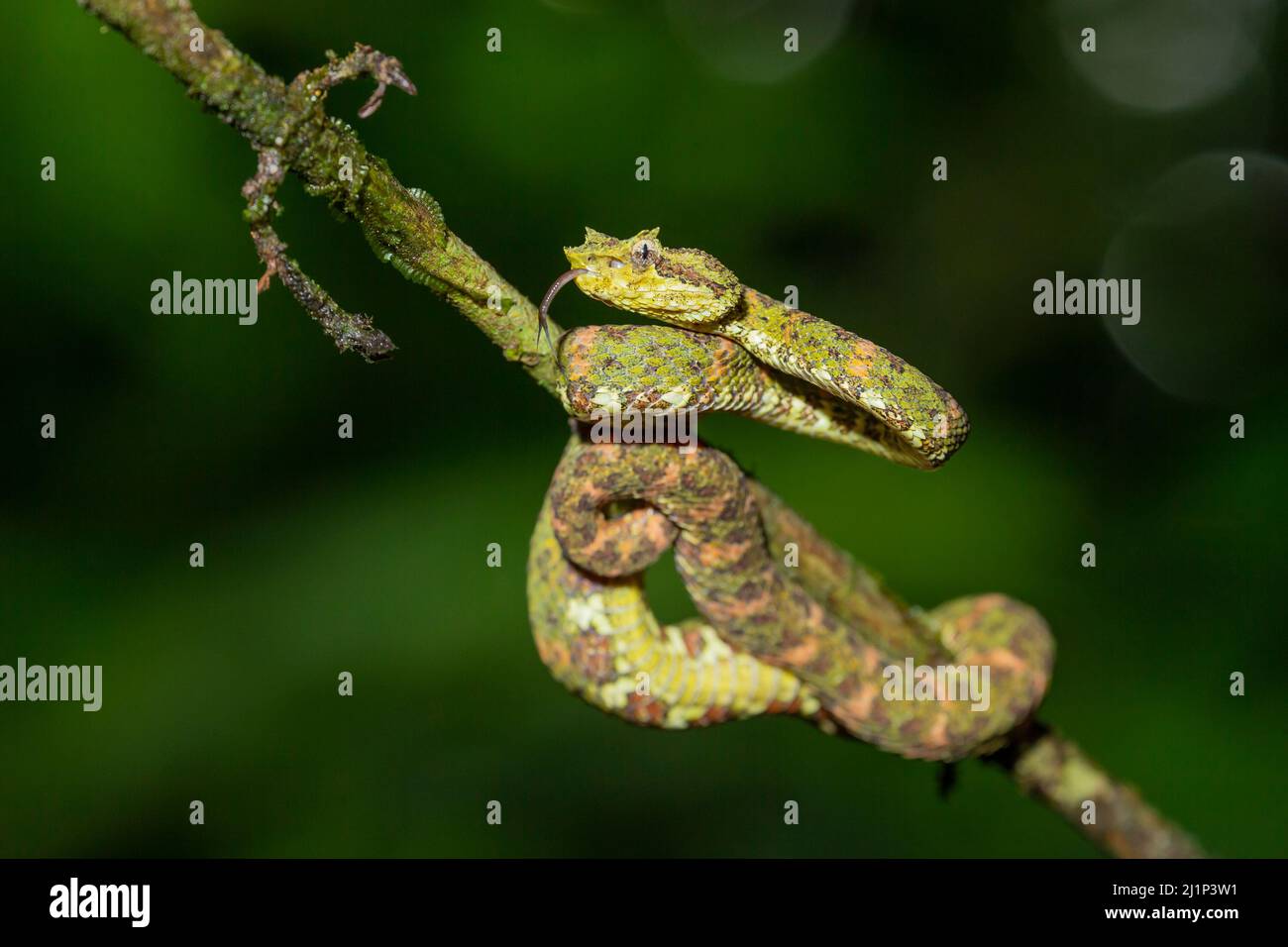 Eyelash Pit Viper (Bothriechis schlegelii), green variety on branch ...