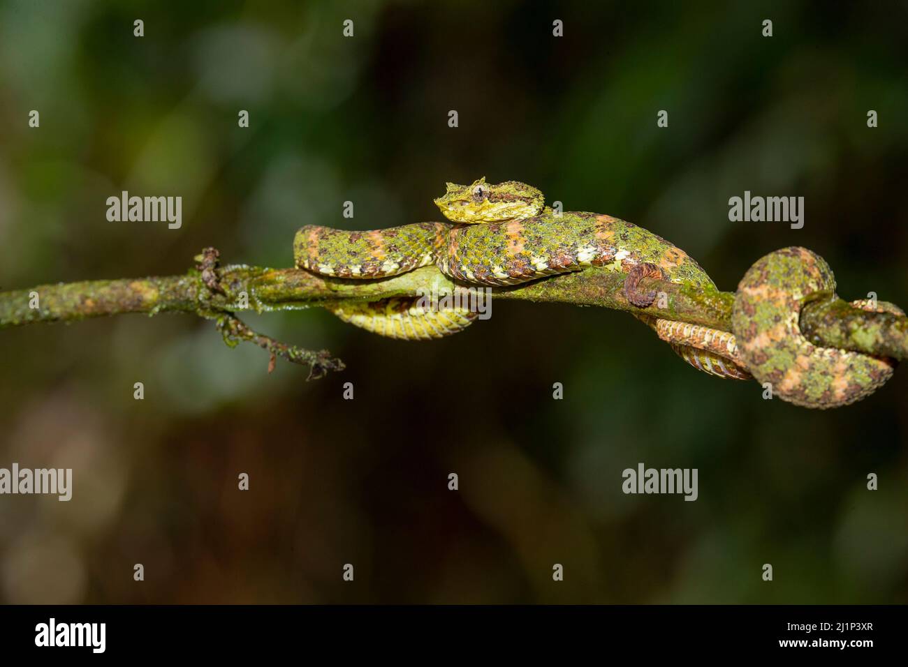 Green Eyelash Pit Viper