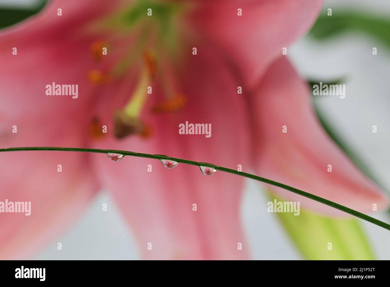 Water Drop Reflection With Pink Lily Flower Stock Photo - Alamy
