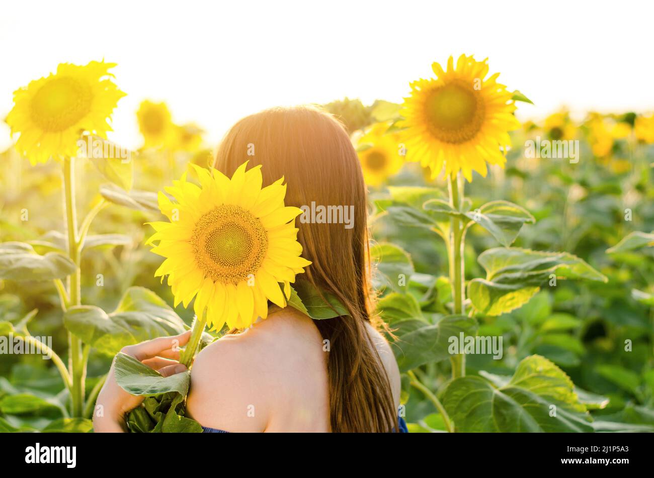 Sunflowers with sun behind hi-res stock photography and images - Alamy